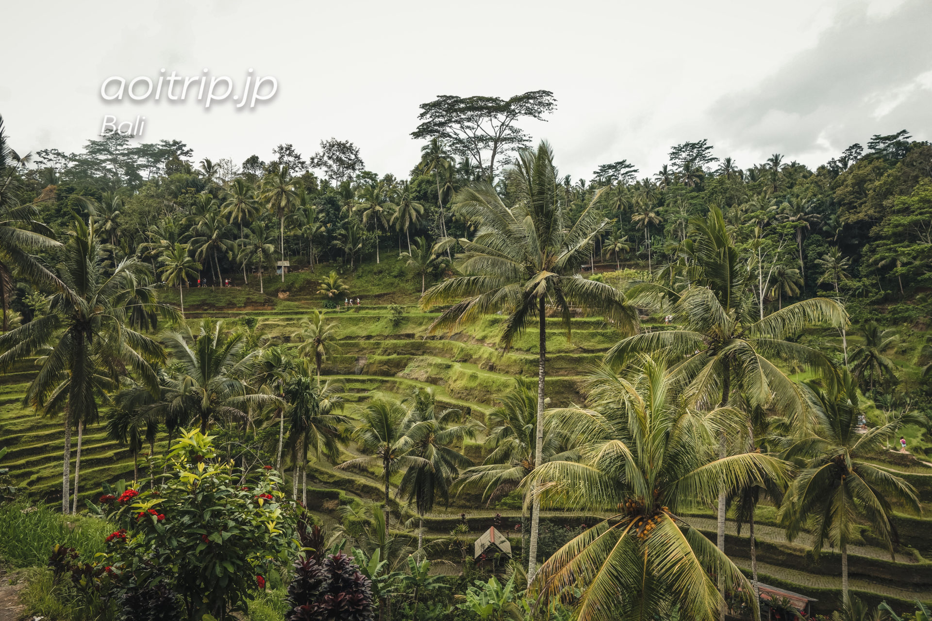 テラス パディ カフェ｜Teras Padi Cafe, Bali | あおいとりっぷ