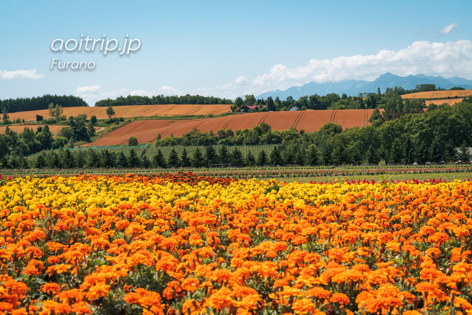 フラワーランドかみふらの Flowerland Kamifurano | あおいとりっぷ